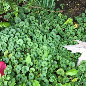 Over-run with creeping charlie in your lawn? Here’s how to tackle it ...