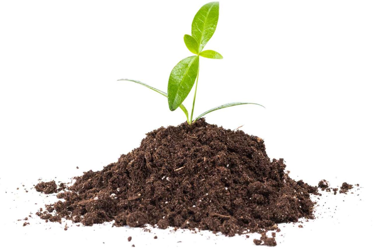 How to Use Compost | EcoVerde Organics